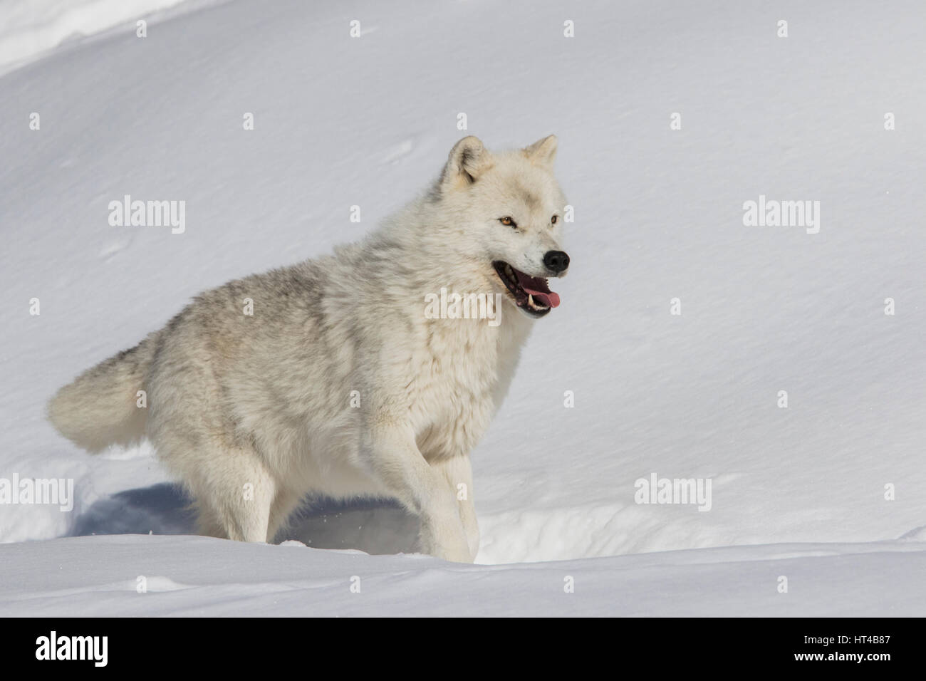 Arctic wolf in winter Stock Photo - Alamy