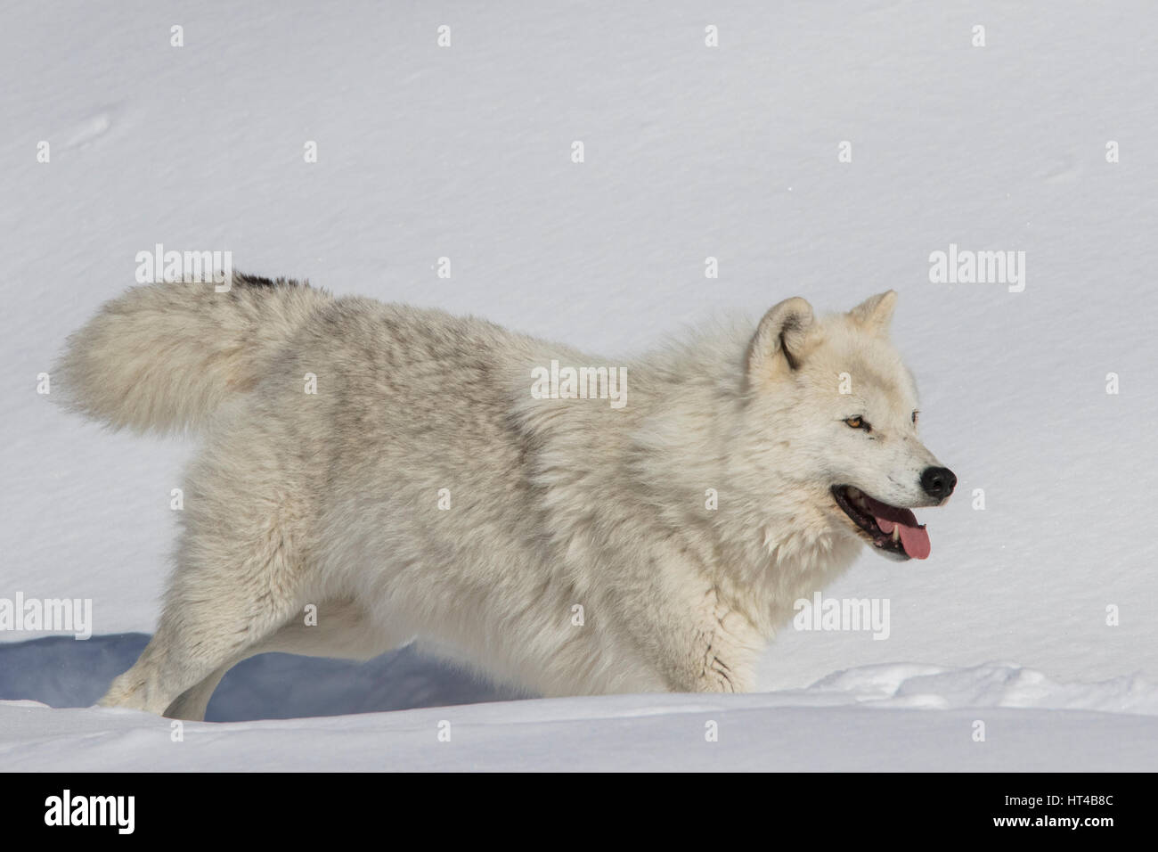 Arctic wolf in winter Stock Photo - Alamy