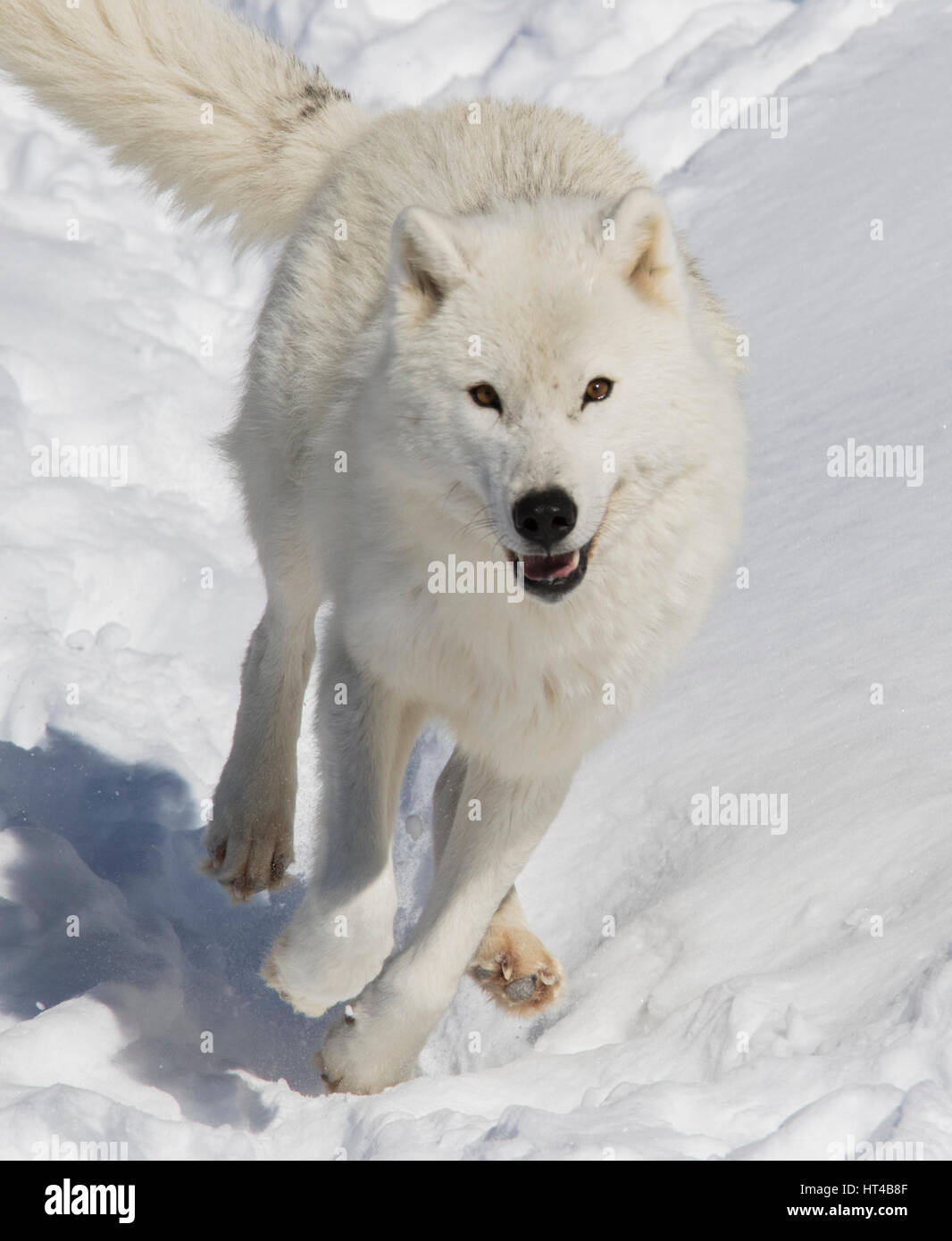 Arctic wolf in winter Stock Photo - Alamy