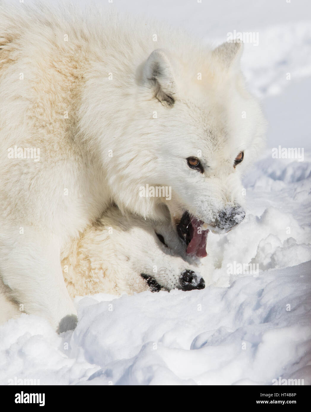 Arctic wolves in winter Stock Photo - Alamy