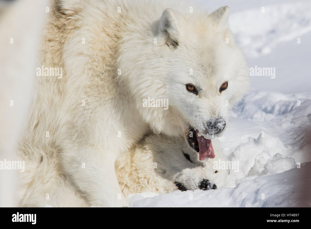 Arctic wolves running hi-res stock photography and images - Alamy