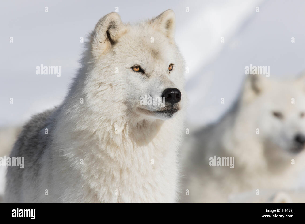Pack of wolves running hi-res stock photography and images - Alamy