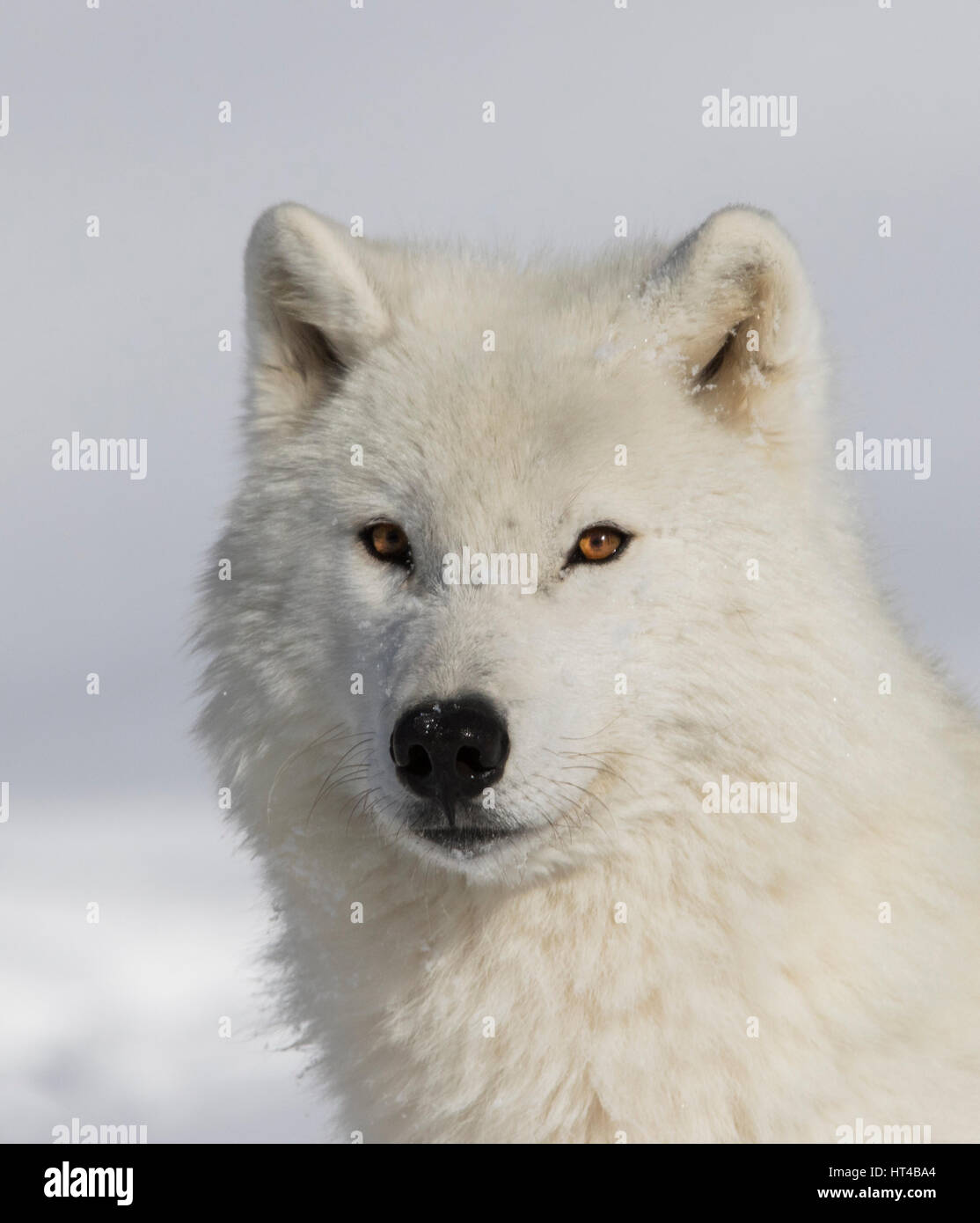 Arctic wolf in winter Stock Photo - Alamy