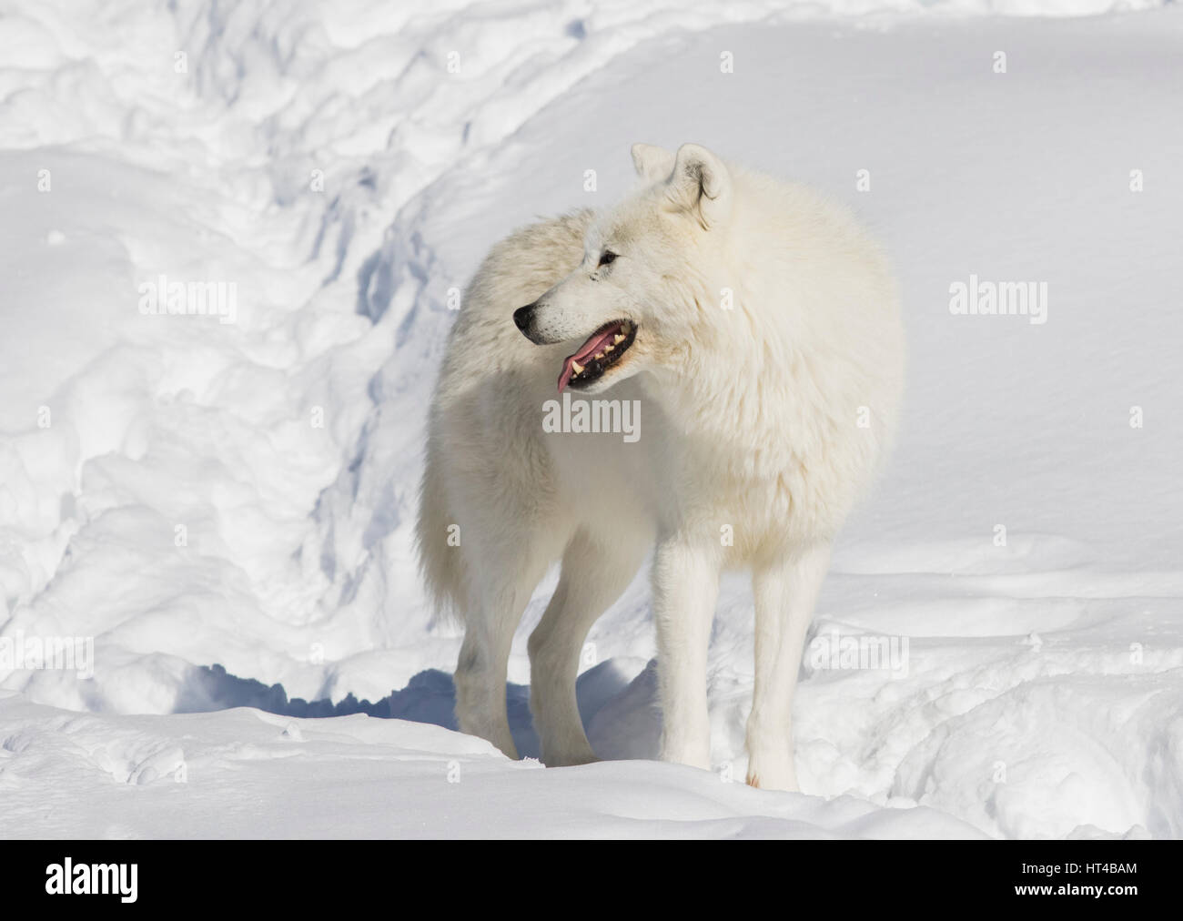 Arctic wolf in winter Stock Photo - Alamy