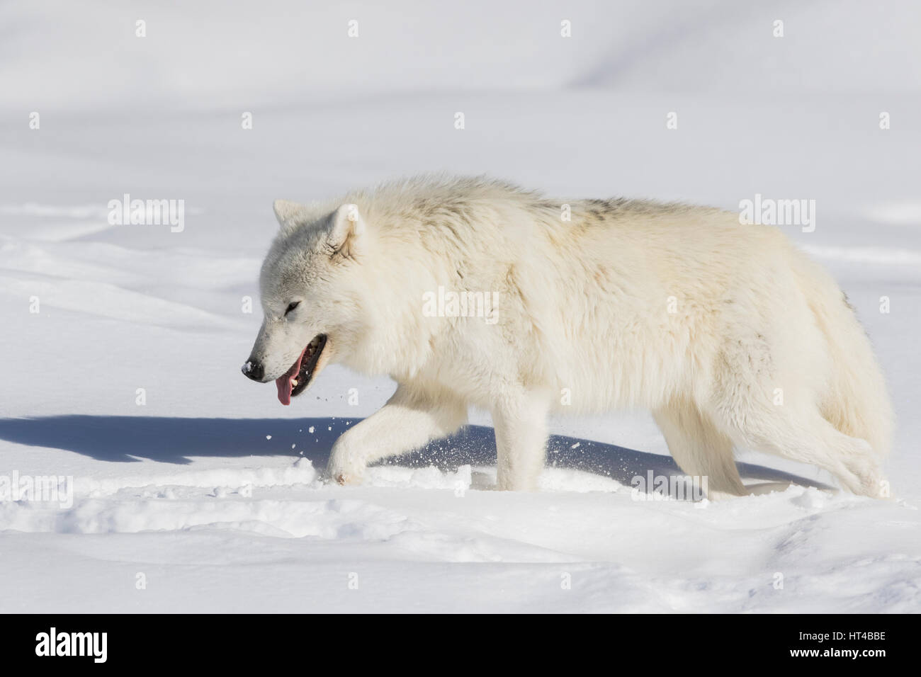 Arctic wolf in winter Stock Photo - Alamy