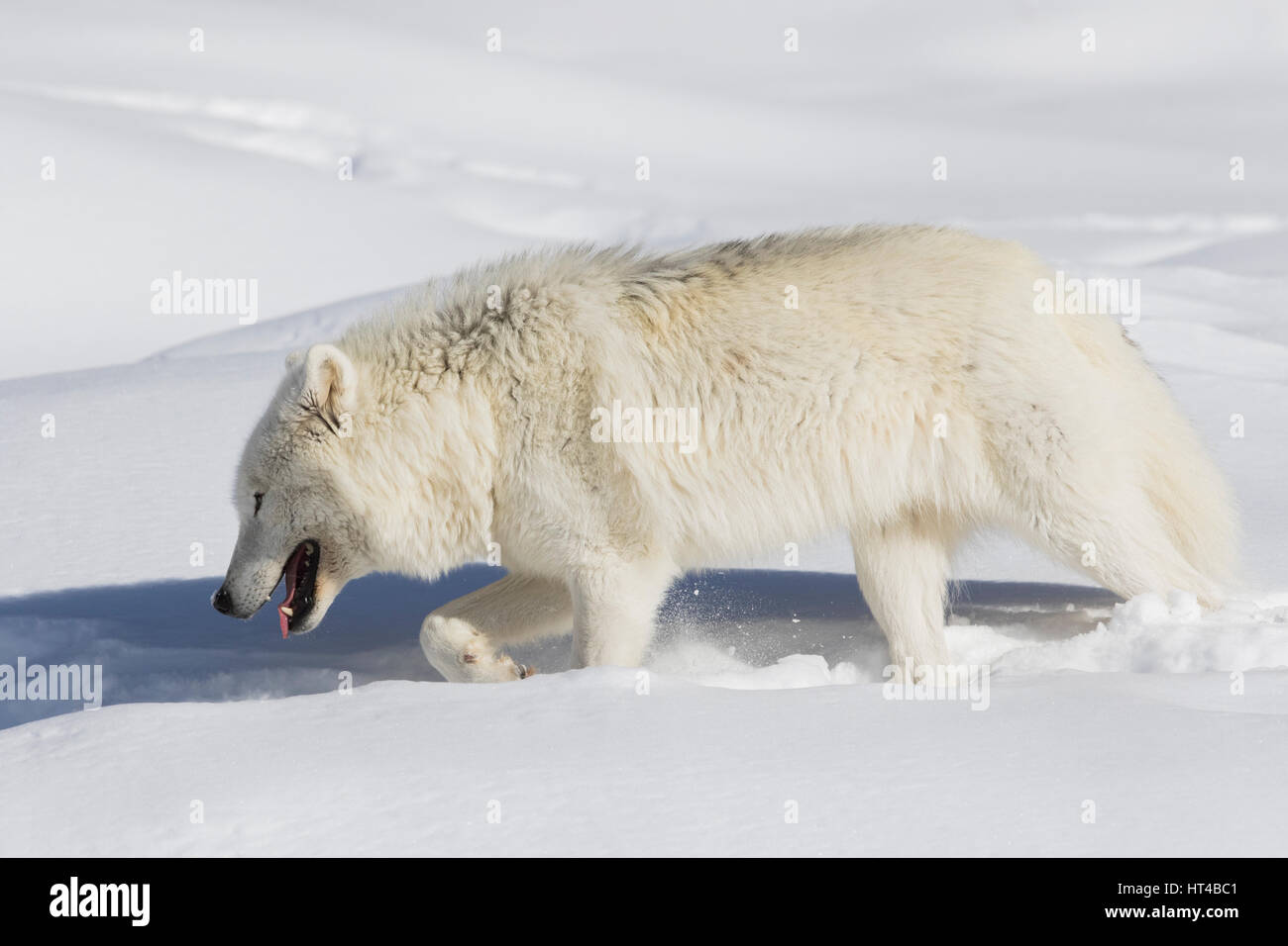 Arctic wolf in winter Stock Photo - Alamy