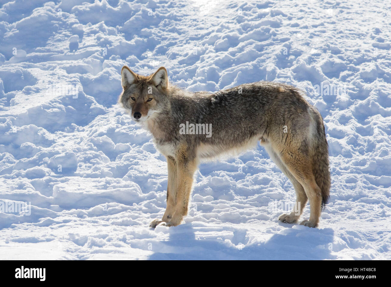 coyote in winter Stock Photo - Alamy