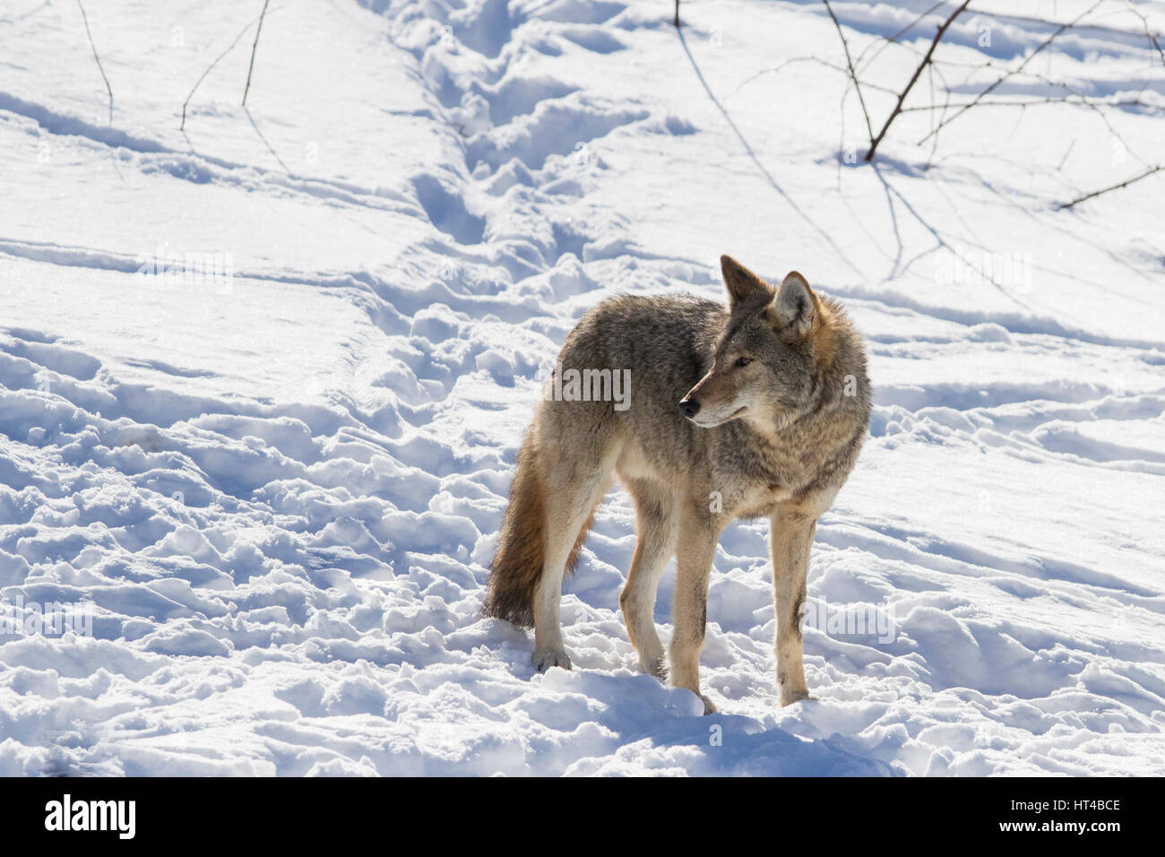 coyote in winter Stock Photo - Alamy