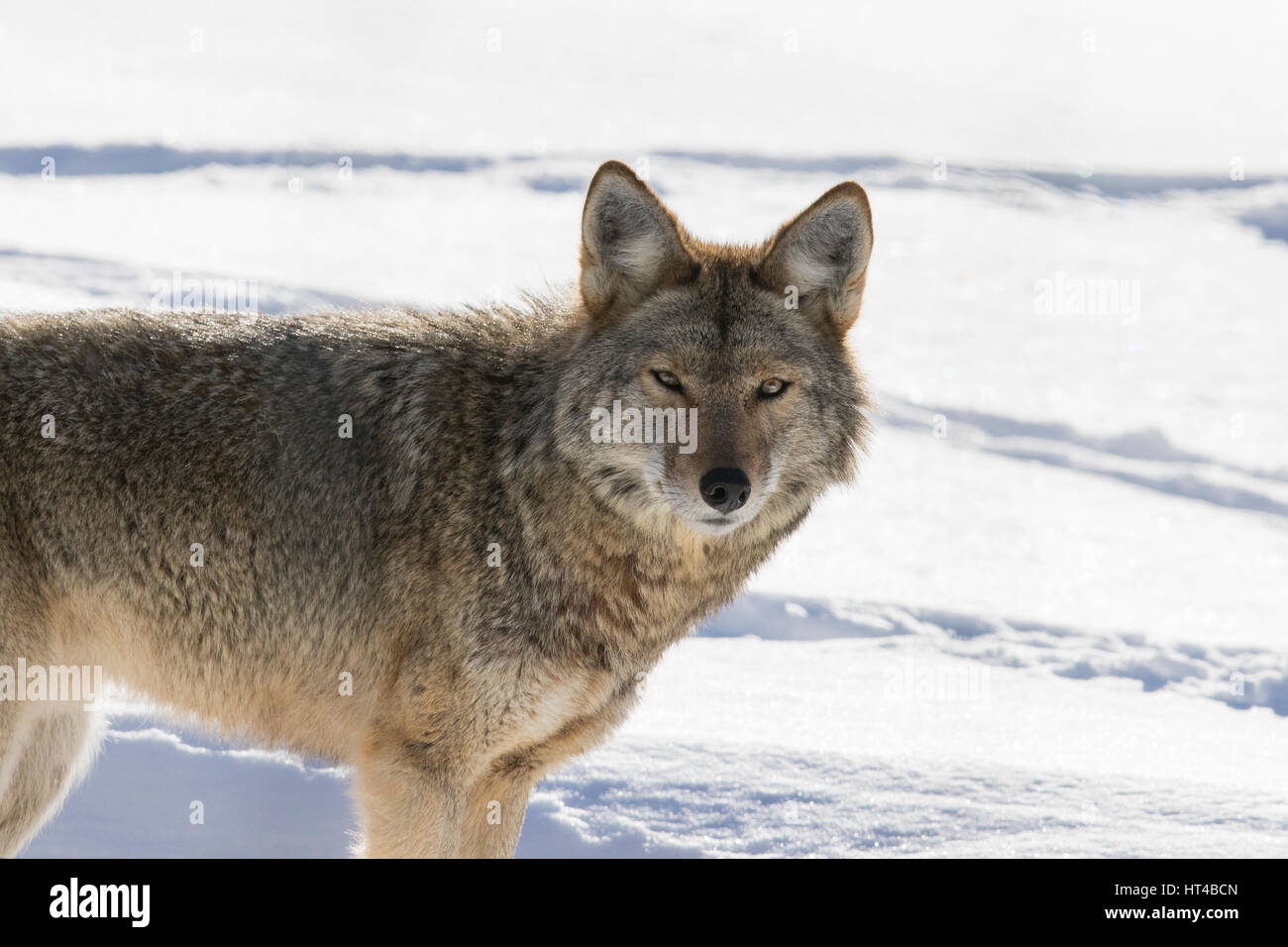 coyote in winter Stock Photo - Alamy