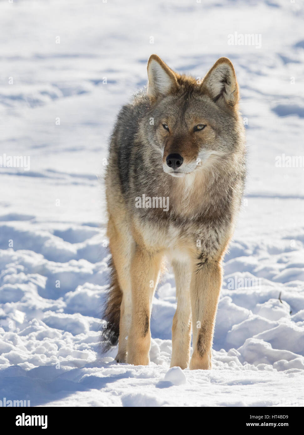 coyote in winter Stock Photo - Alamy
