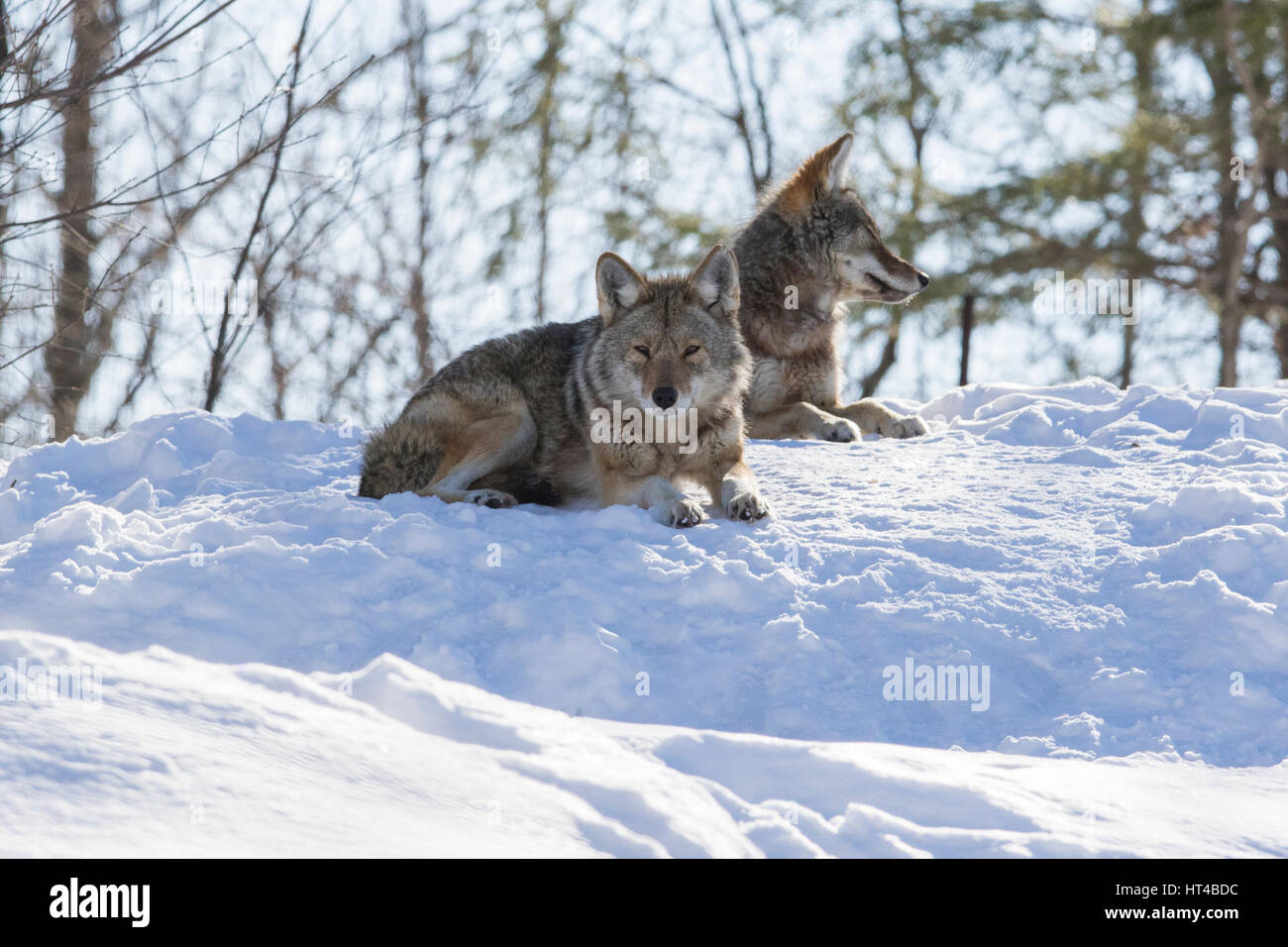 coyote in winter Stock Photo - Alamy