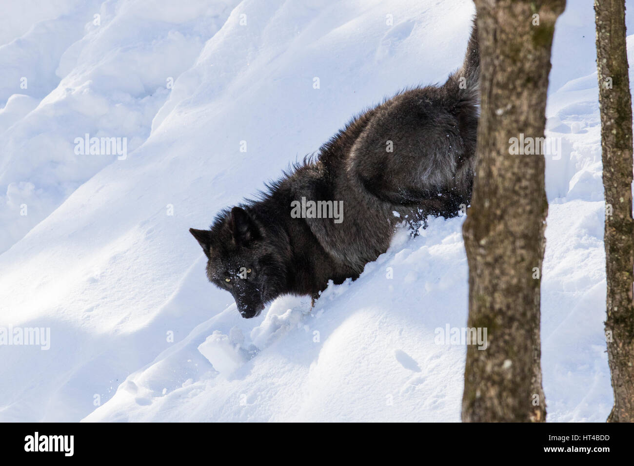 Black wolf in winter Stock Photo - Alamy