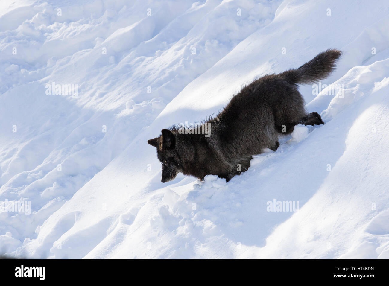 Black wolf in winter Stock Photo - Alamy