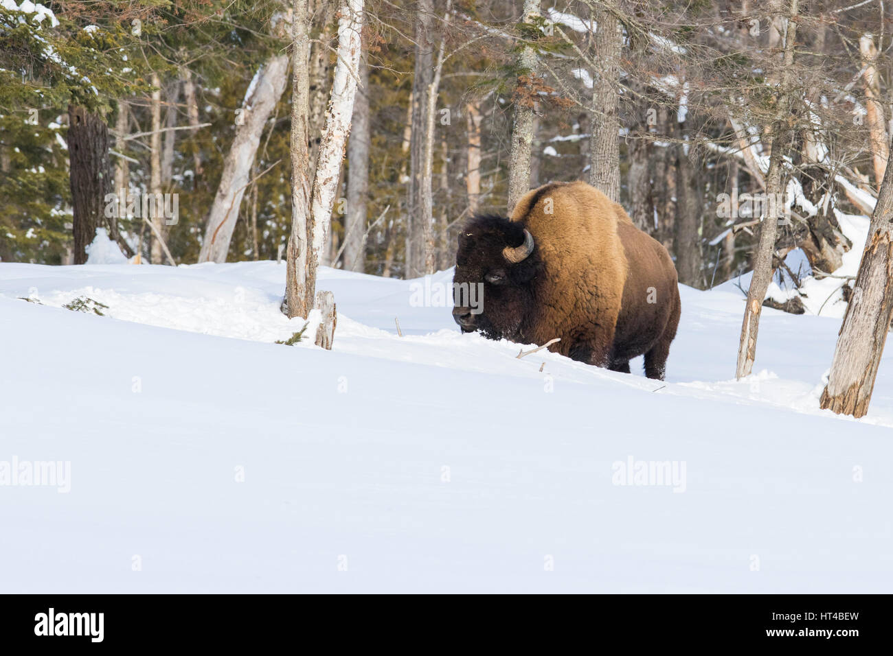 Majestic bison in forest hi-res stock photography and images - Alamy