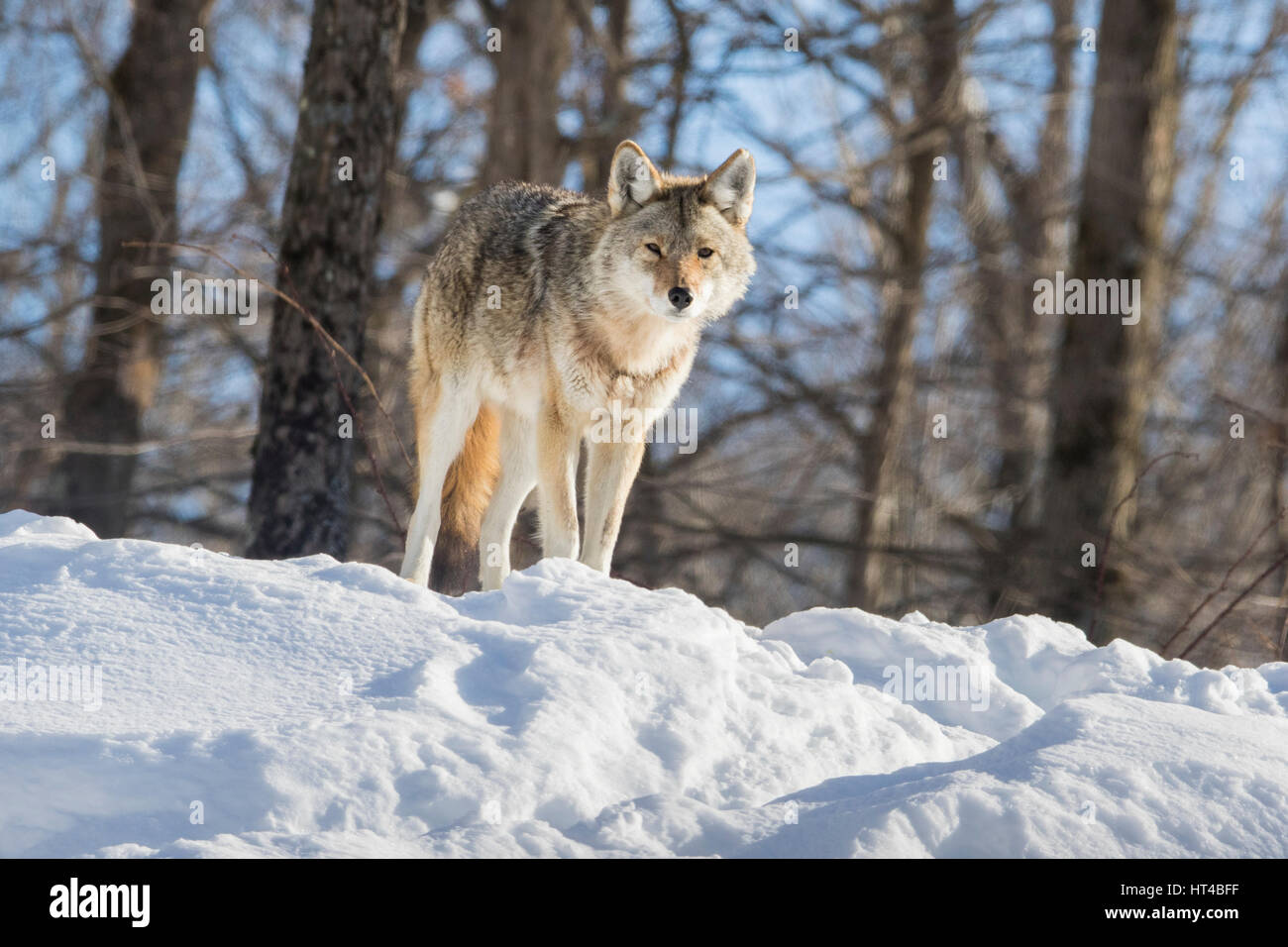Coyote alaska wildlife hi-res stock photography and images - Alamy