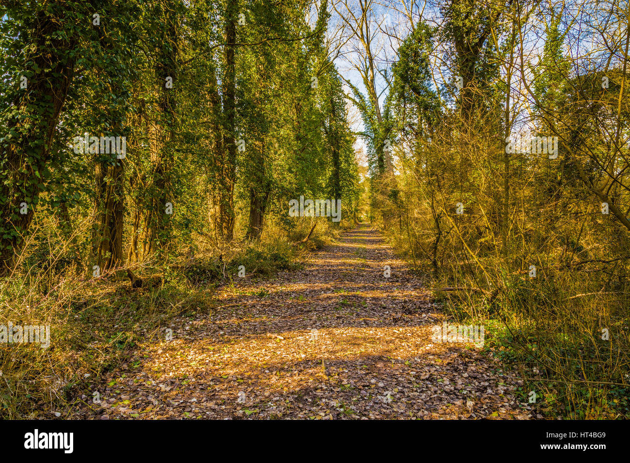 dirt path through the pine forest Stock Photo - Alamy