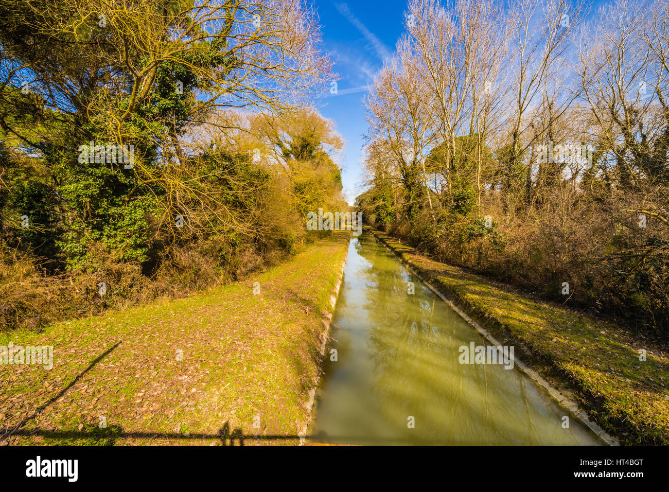 Water flowing in a channel through green pinewood Stock Photo - Alamy
