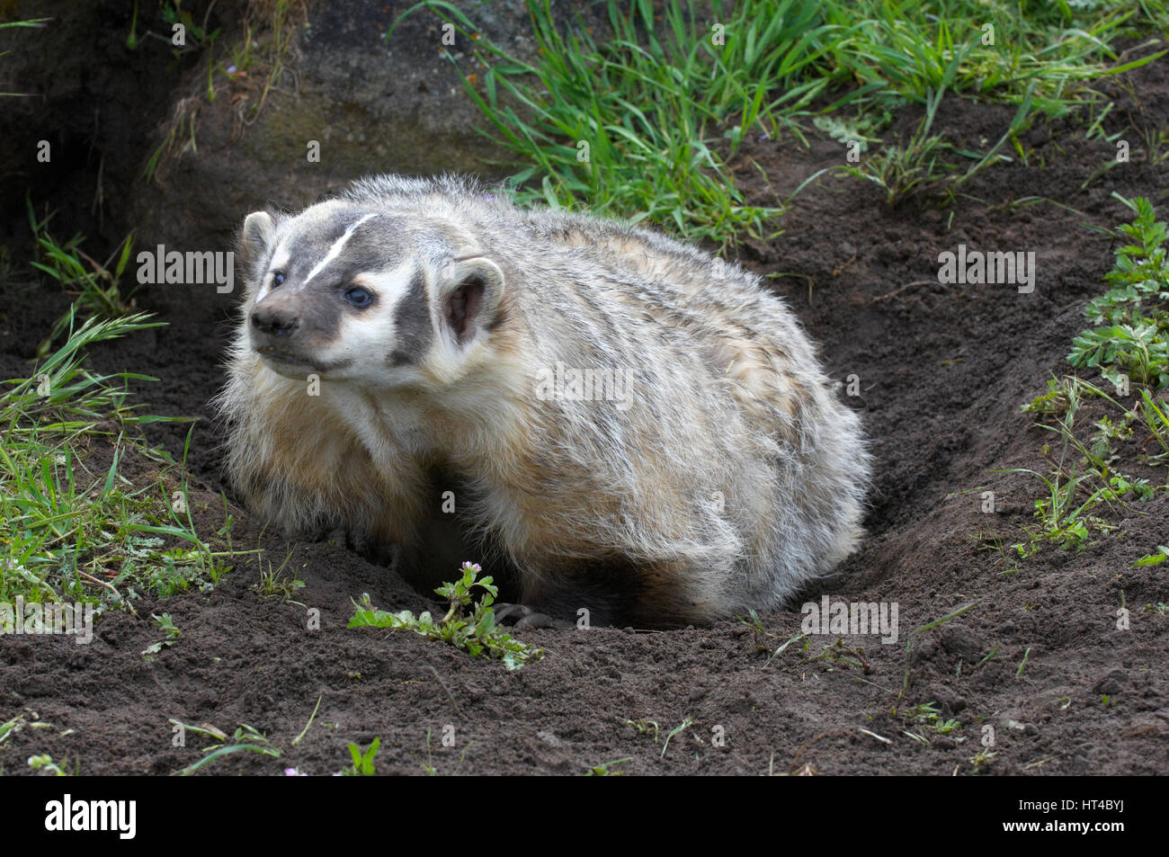 Angry American Badger