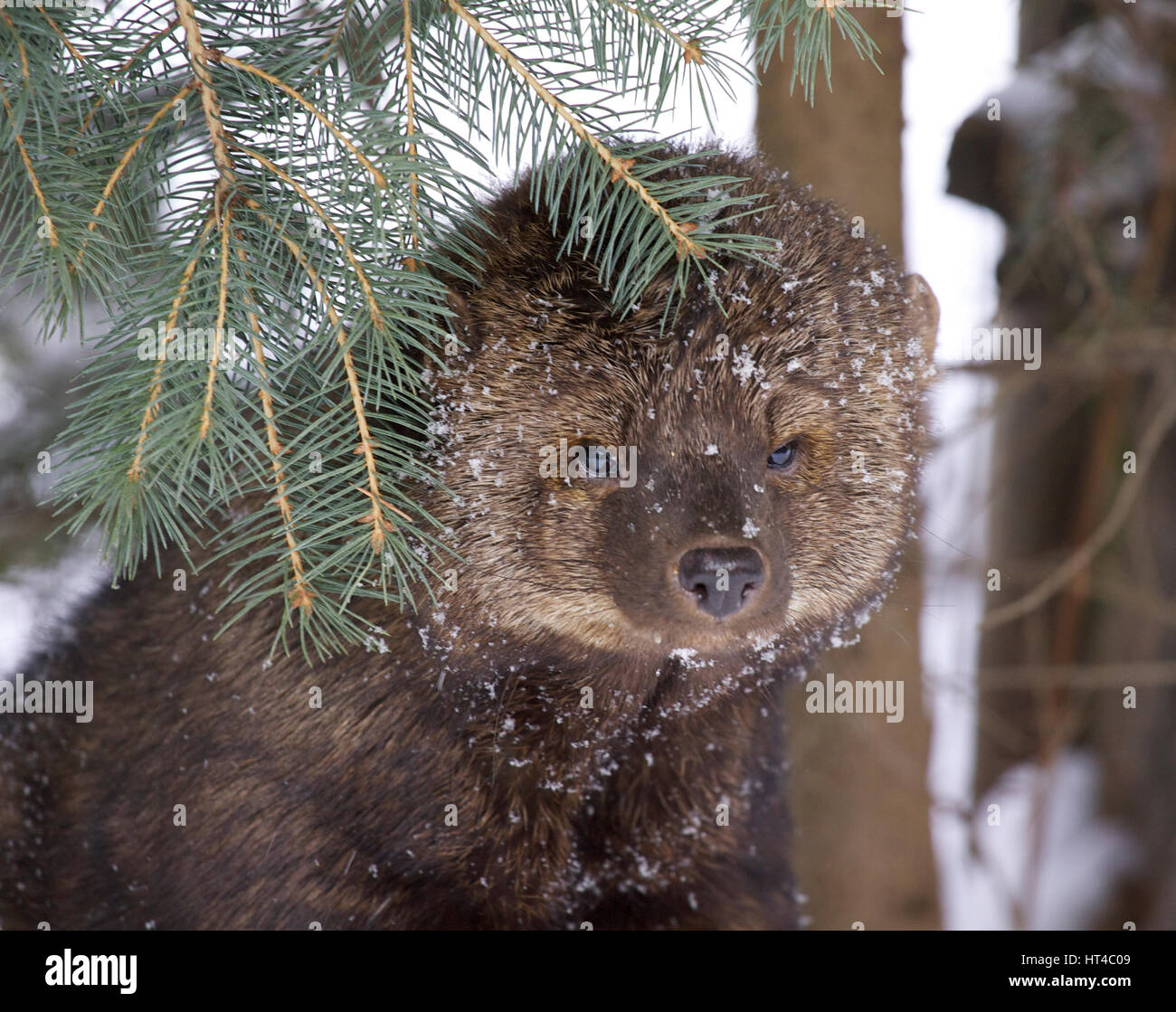 Fisher portrait in deep snow on winter day Stock Photo - Alamy
