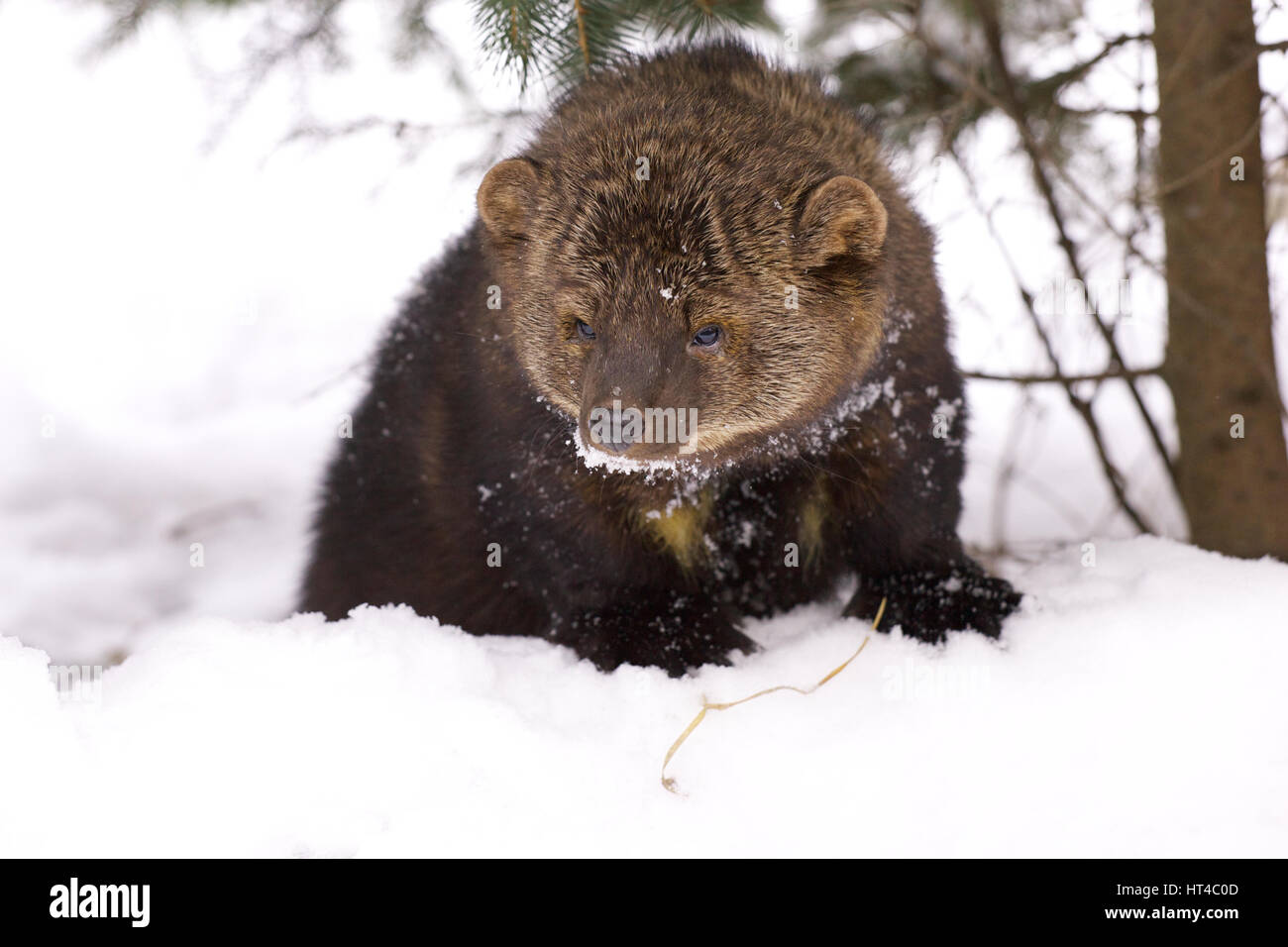 Fisher portrait hi-res stock photography and images - Alamy