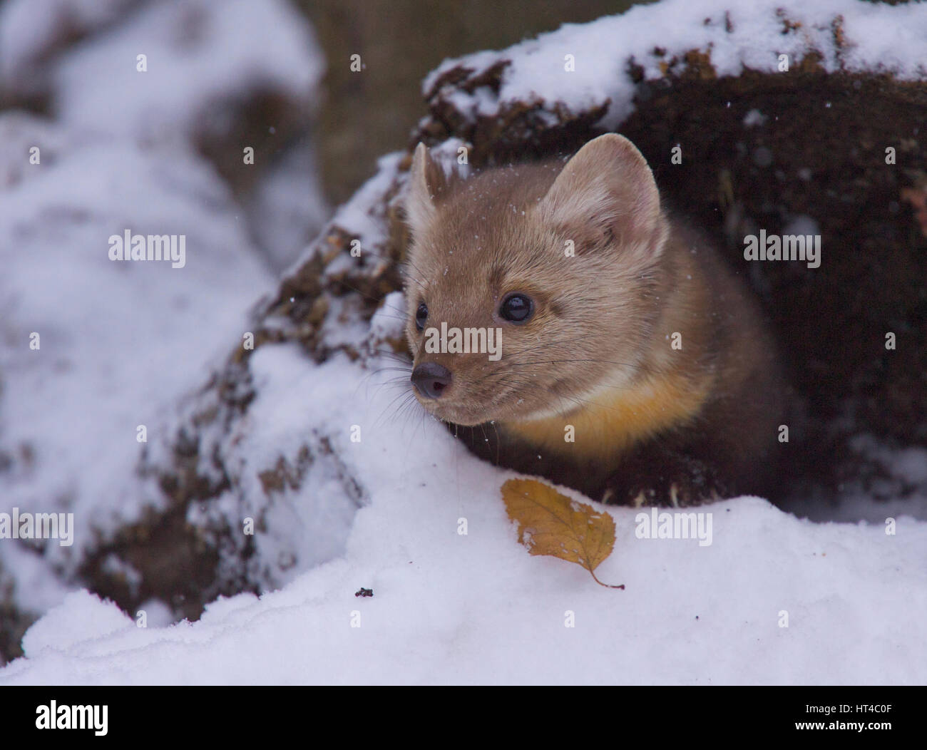 Pine martin hi-res stock photography and images - Alamy