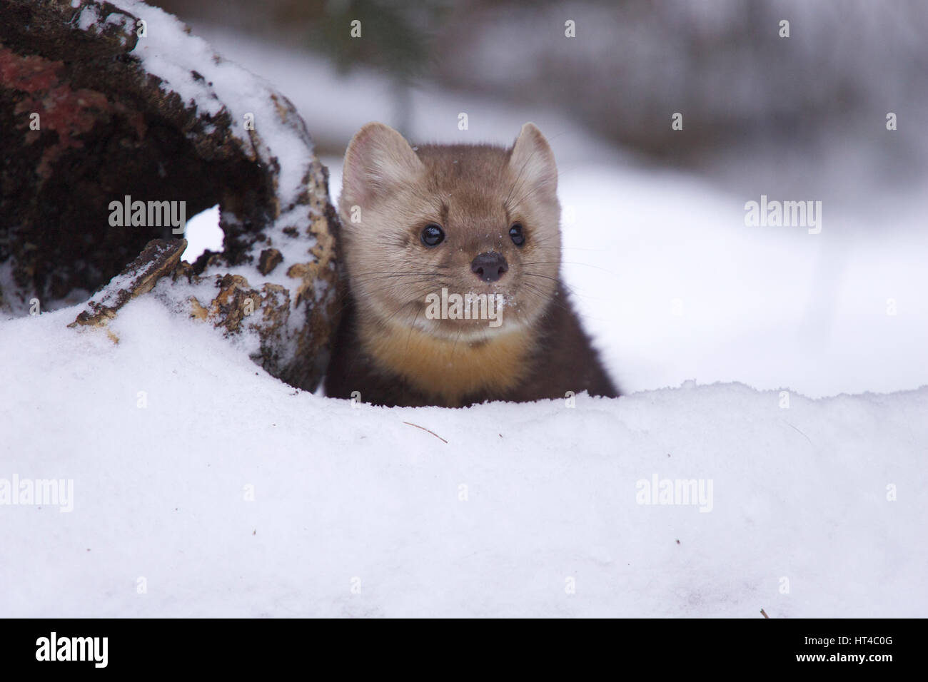 American Pine Martin in deep snow on winter day Stock Photo - Alamy