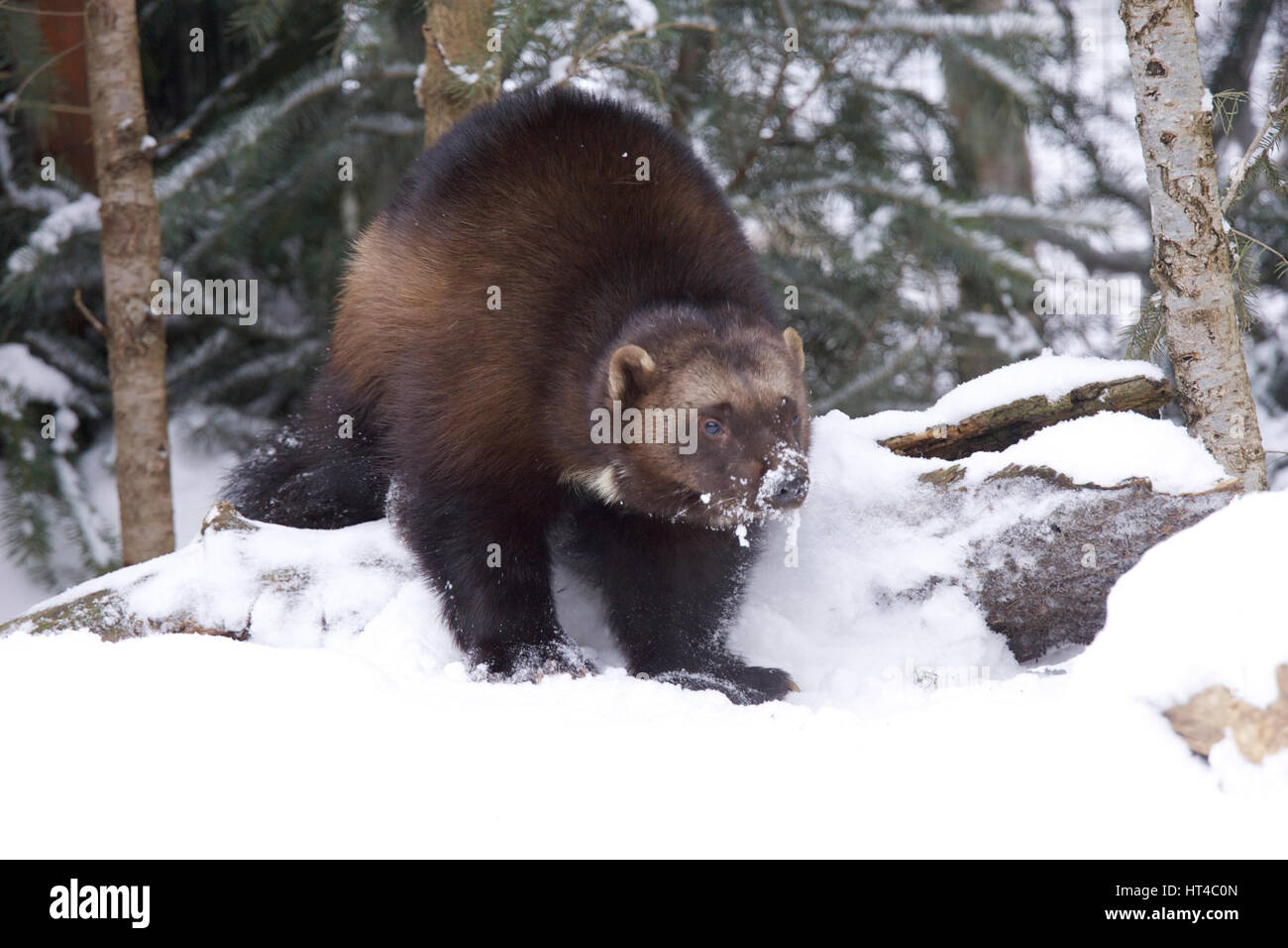 Wolverine in deep snow hi-res stock photography and images - Alamy