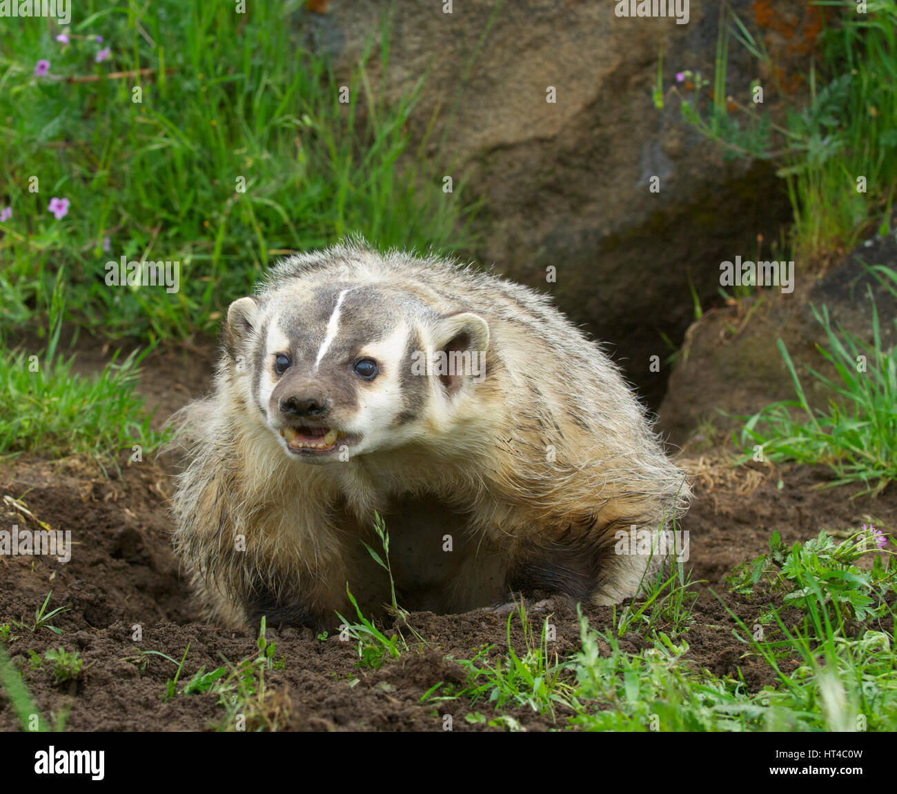 Angry American Badger next to burrow with green grass and flowers Stock ...