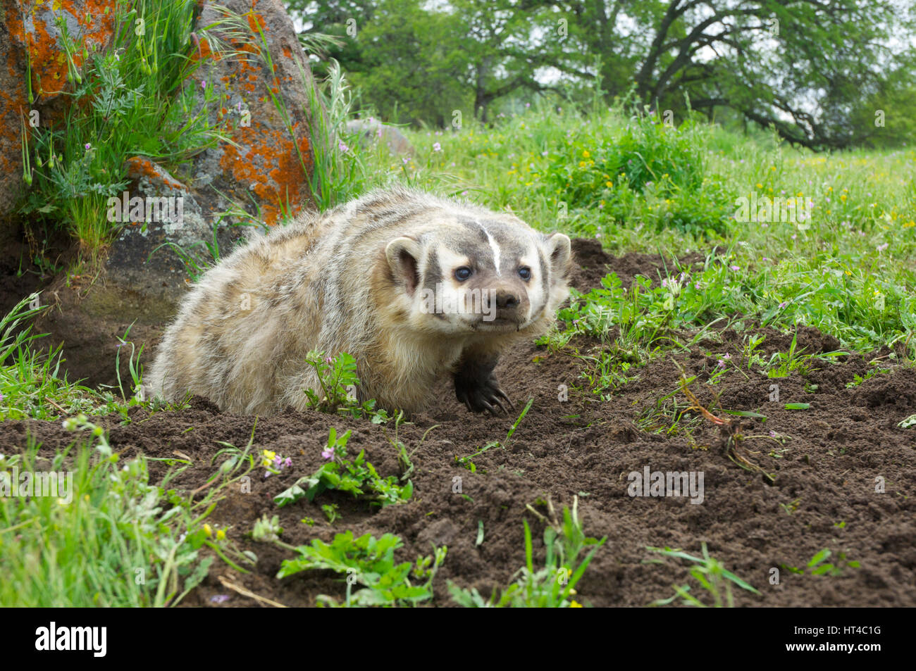 Angry American Badger next to burrow with green grass and flowers Stock ...