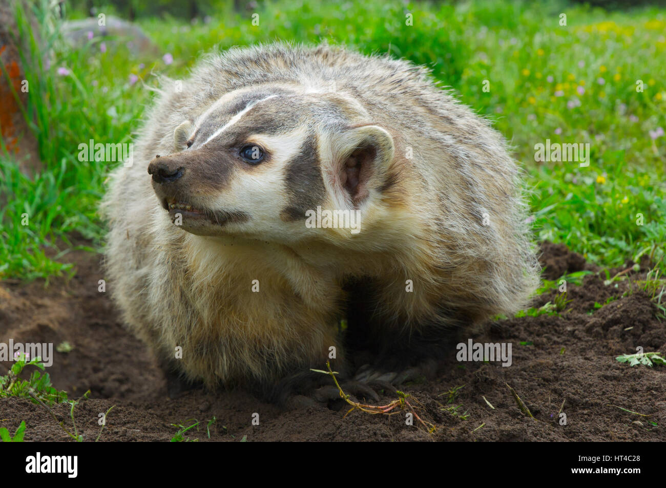 Angry American Badger