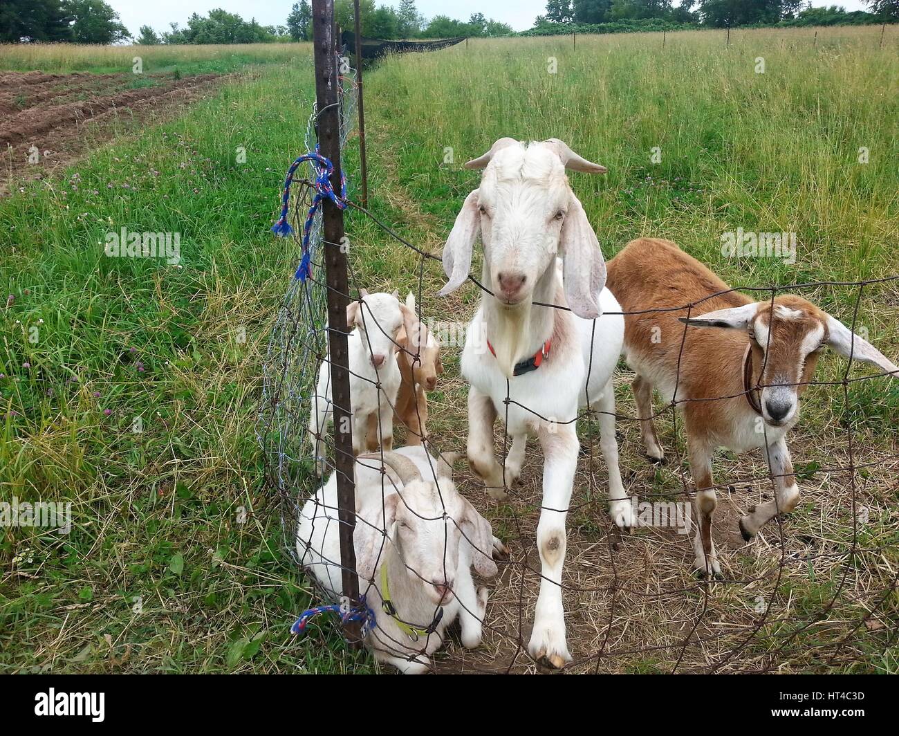 goats on the farmstead Stock Photo - Alamy