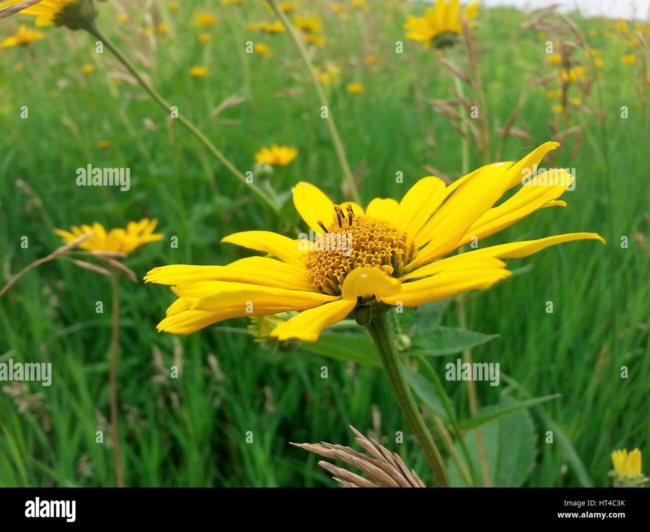 yellow prairie flower Stock Photo - Alamy