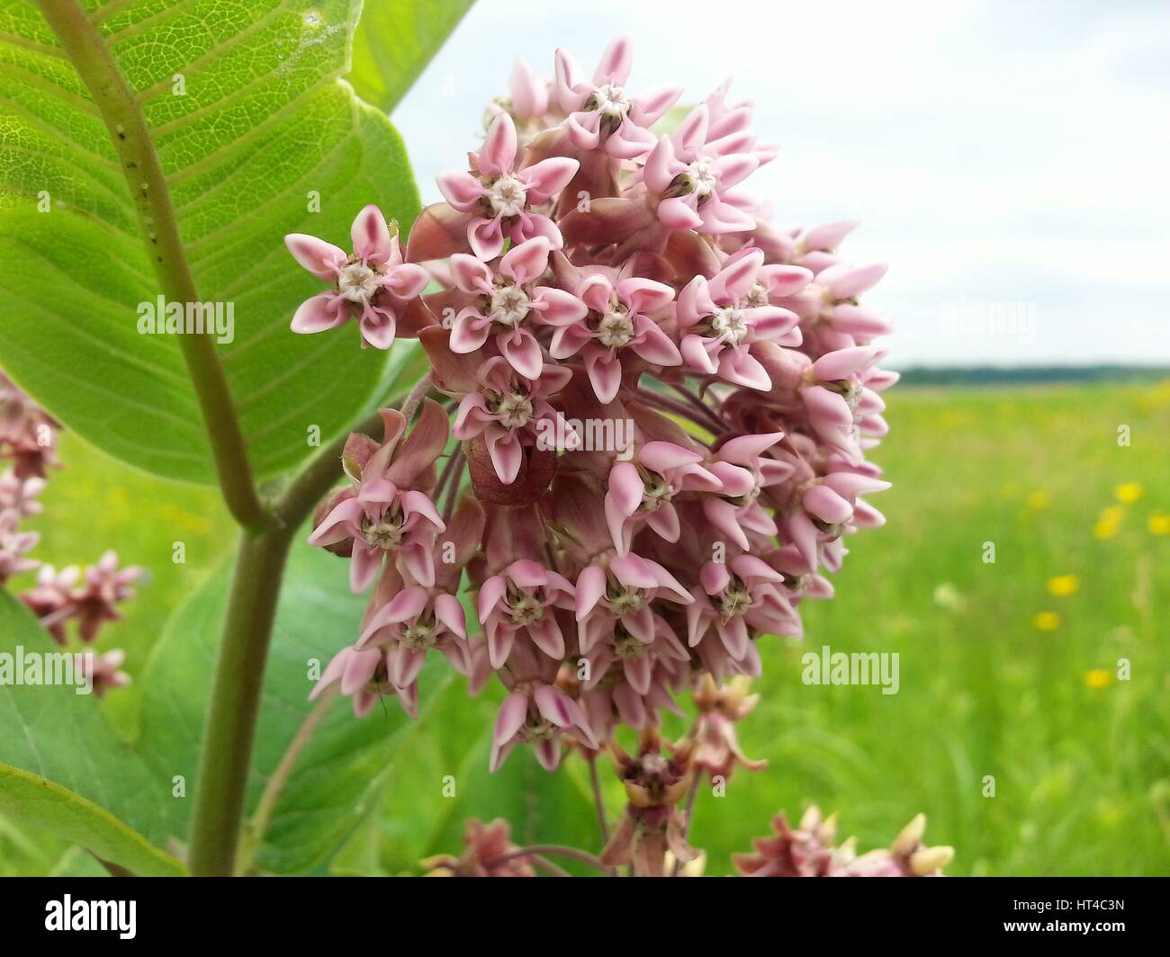 Prairie milkweed hi-res stock photography and images - Alamy