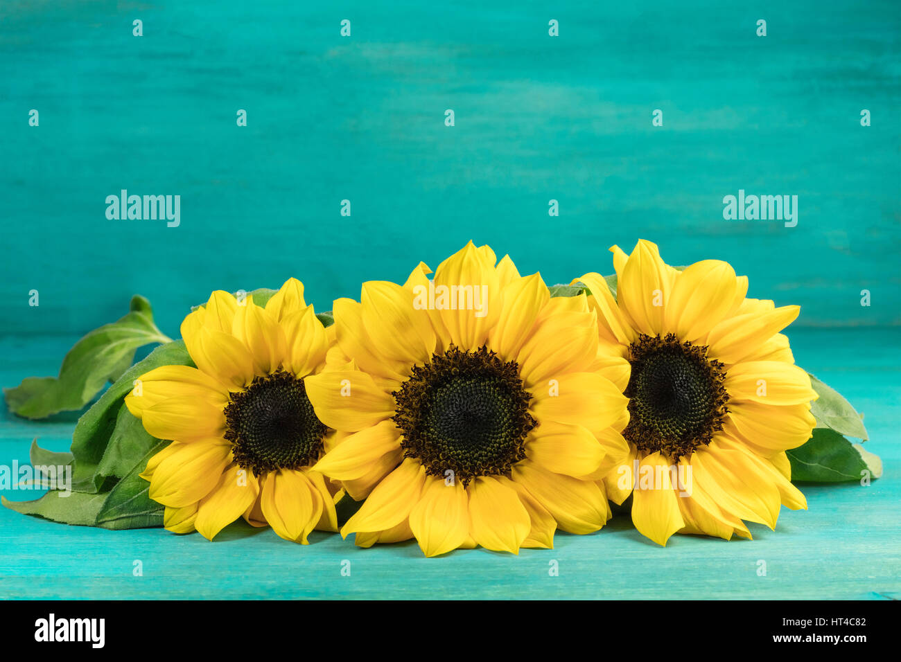 A photo of a bouquet of yellow sunflowers on a turquoise background. A ...