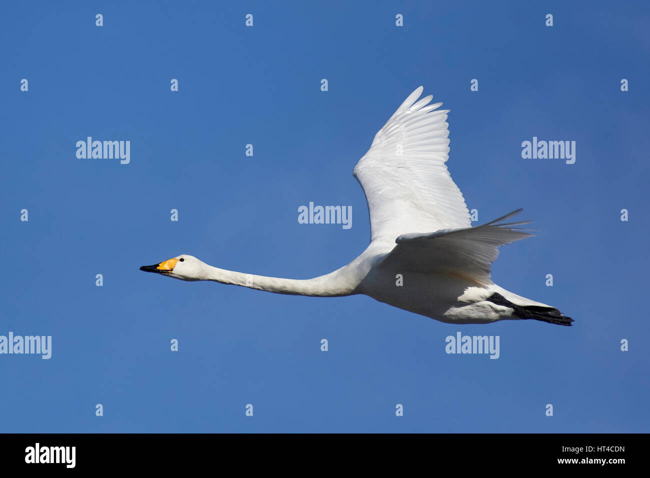 Whooper swan in flight with blue skies in the background Stock Photo ...