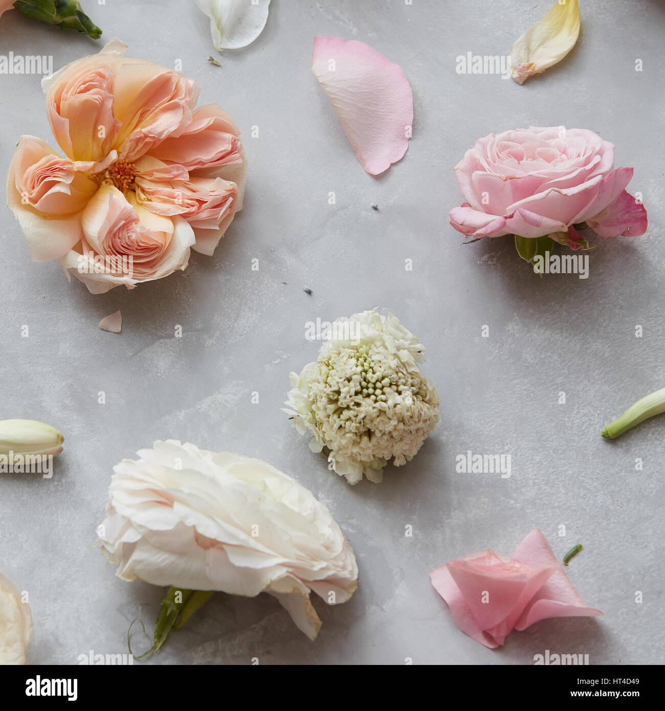 Composition of flowers on grey background Stock Photo - Alamy