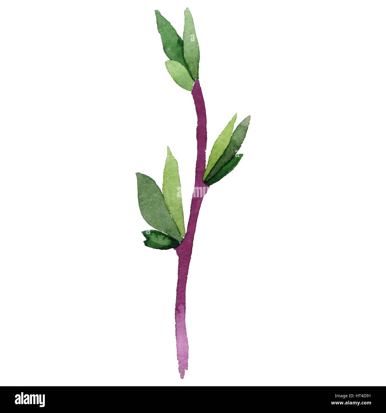 Wildflower sakura flower leaf in a watercolor style isolated. Full name ...