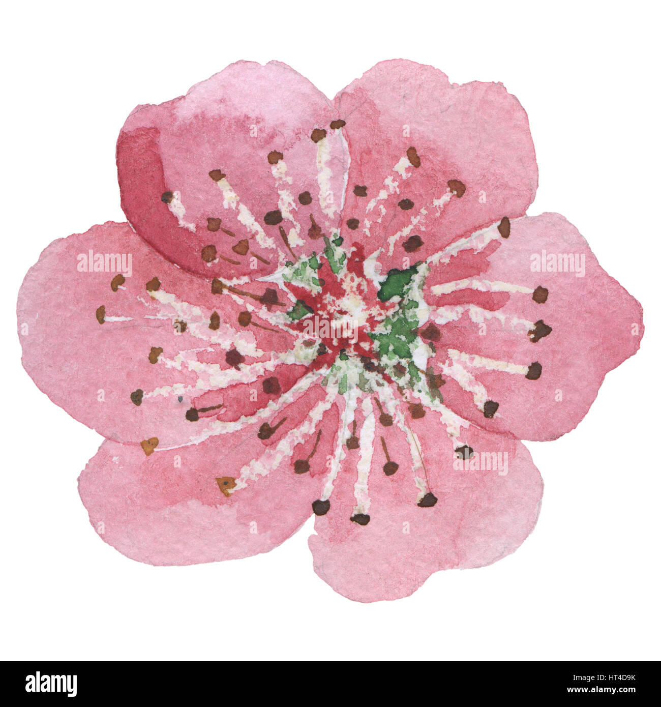 Wildflower sakura flower in a watercolor style isolated. Full name of ...