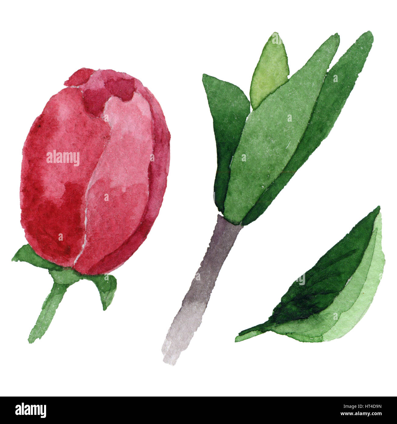 Wildflower sakura flower in a watercolor style isolated. Full name of ...