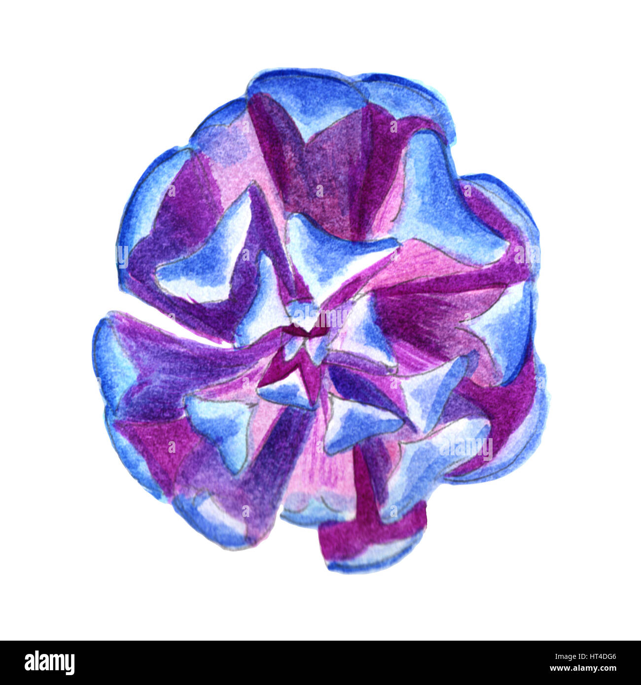 Wildflower succulentus flower in a watercolor style isolated. Full name ...