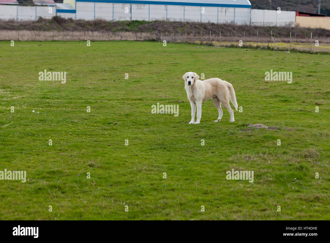 Big white Labrador dog guarding the farm Stock Photo - Alamy
