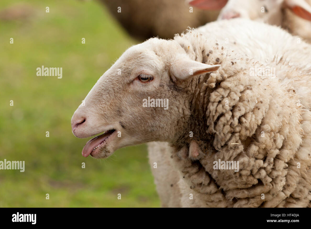 Nice sheep grazing in the meadow with green grass Stock Photo - Alamy