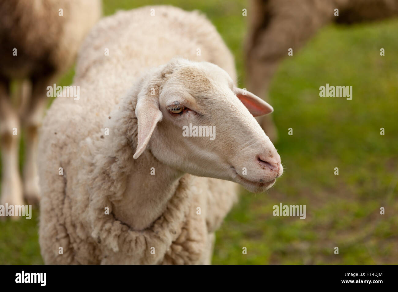 Nice sheep grazing in the meadow with green grass Stock Photo - Alamy