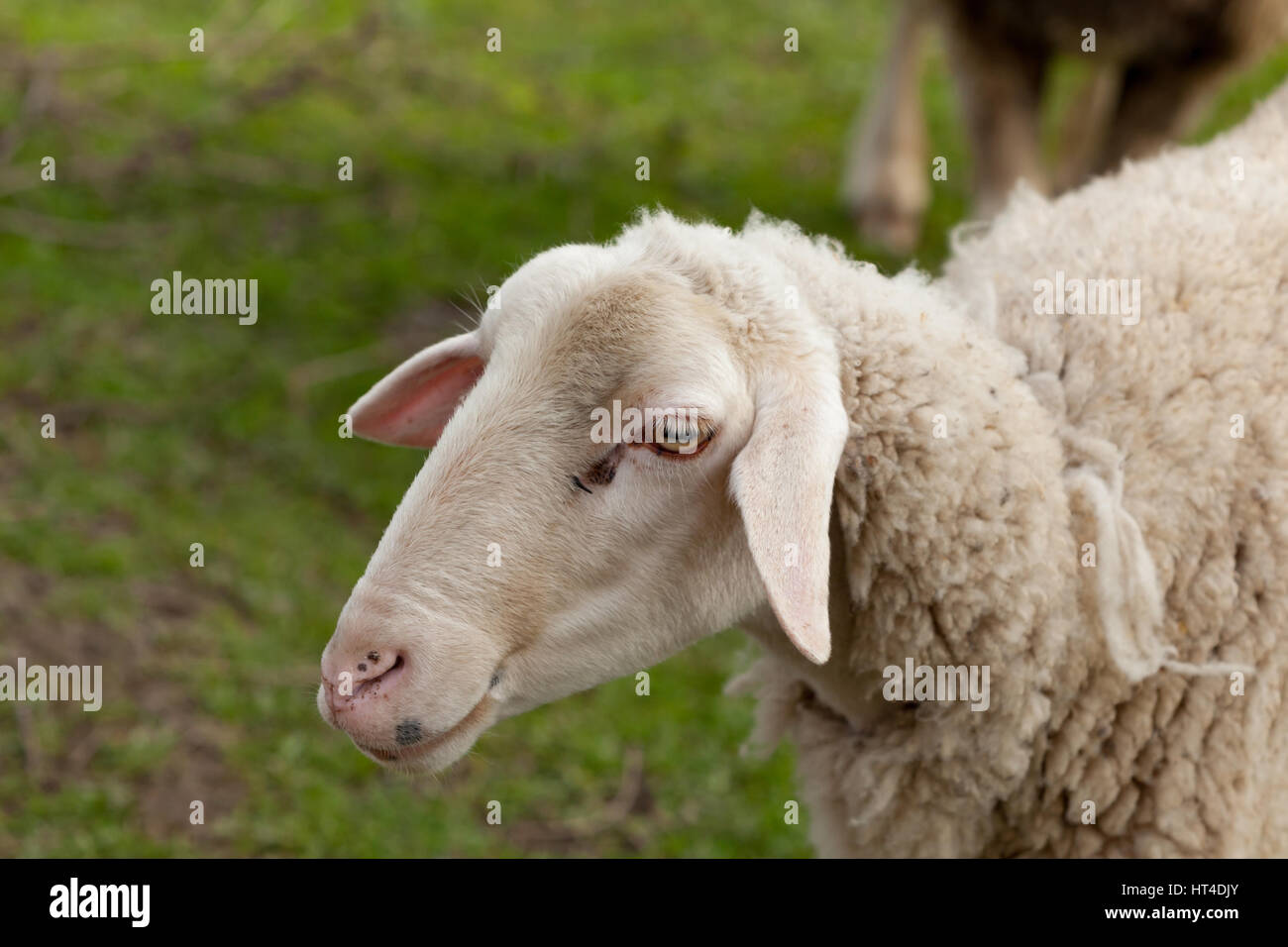 Nice sheep grazing in the meadow with green grass Stock Photo - Alamy