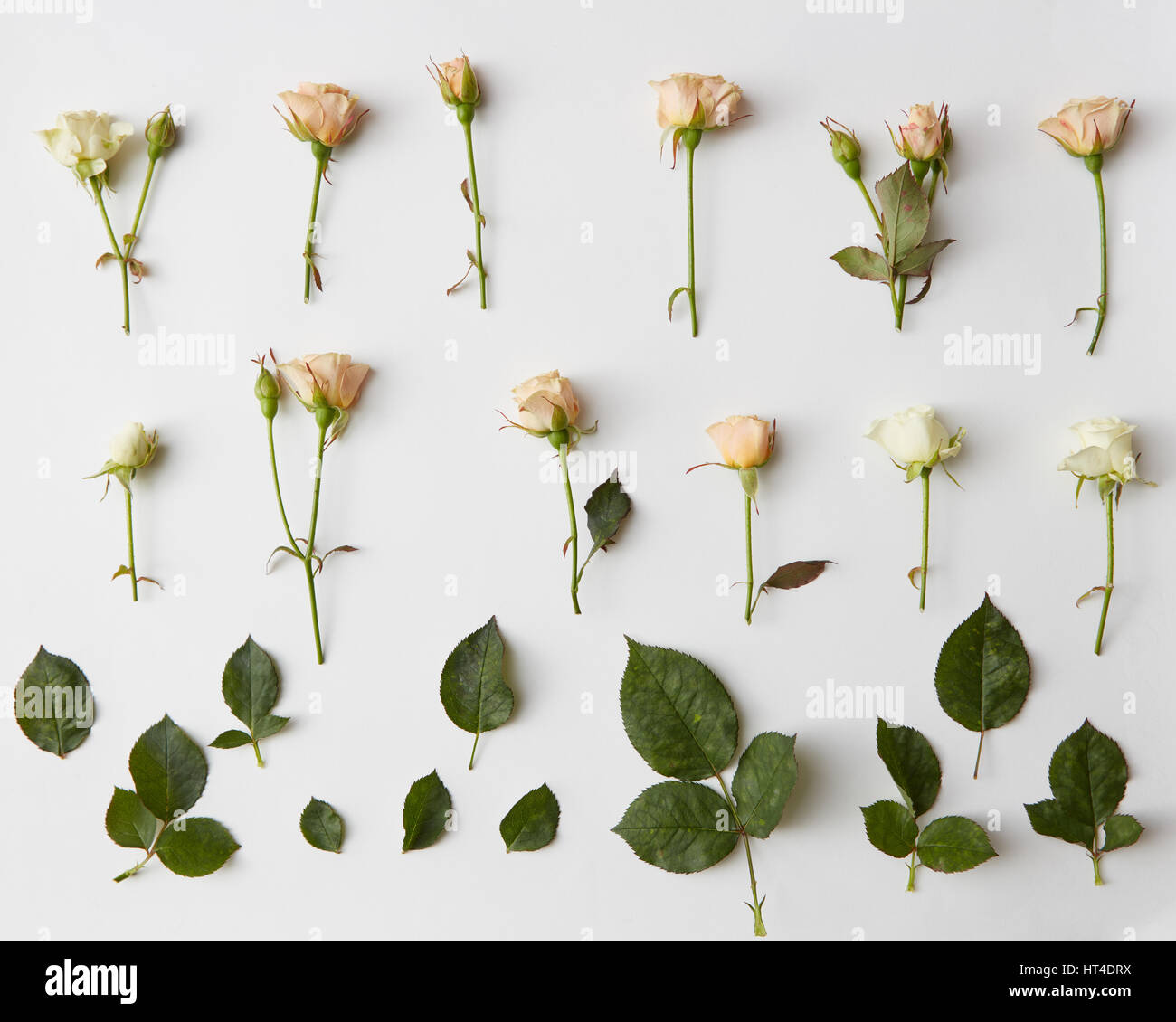 Composition of flowers over white Stock Photo - Alamy