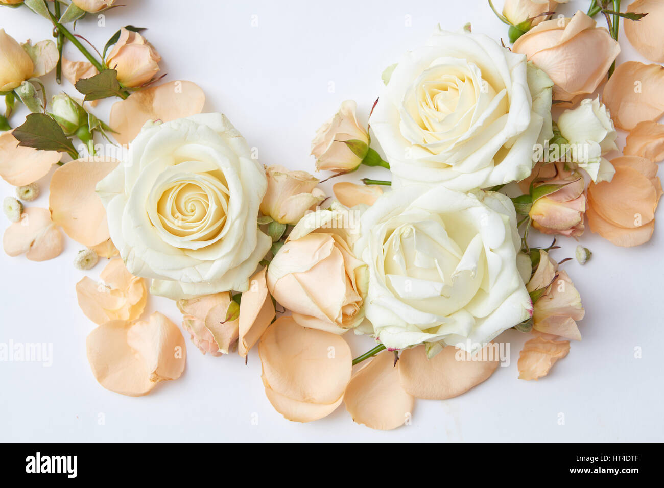 Roses on white background Stock Photo - Alamy