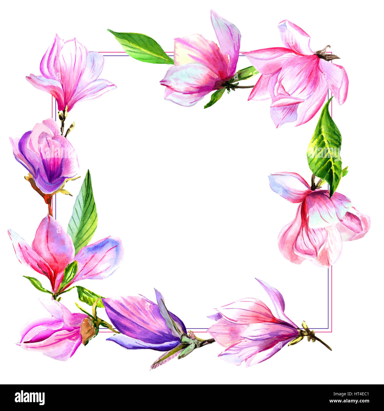 Wildflower magnolia flower frame in a watercolor style isolated Stock ...