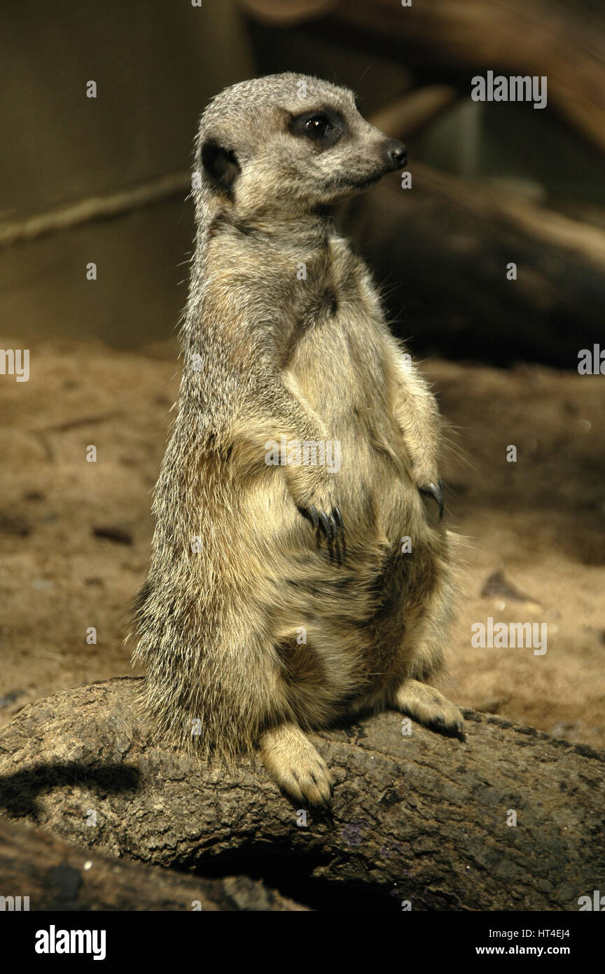 A small burrowing social mammal living in groups in the arid areas of ...