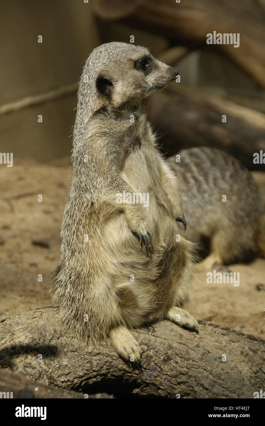 A small burrowing social mammal living in groups in the arid areas of ...