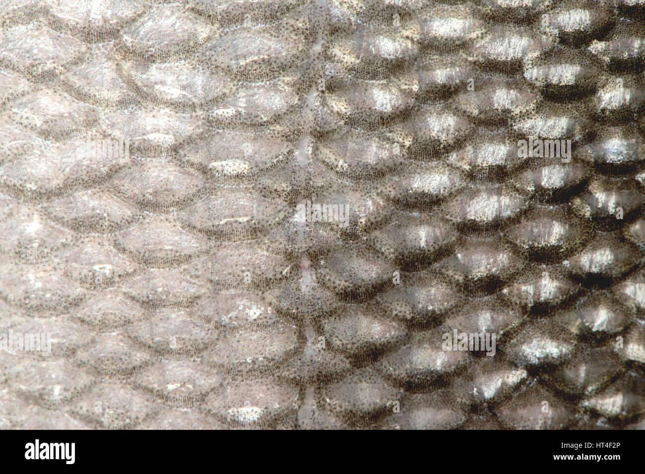 Close up macro image of sea bass fish scales Stock Photo - Alamy